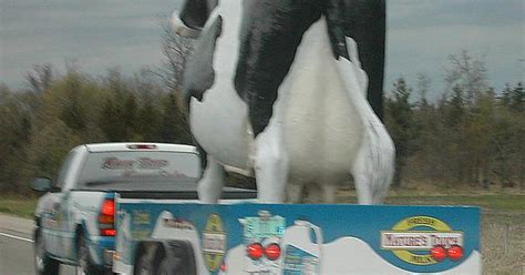 Cow Towing Album On Imgur