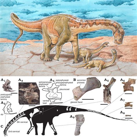 Rebbachisaurus Skeleton