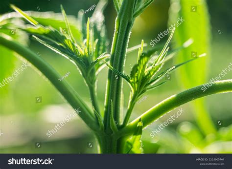 423 En La Categoría Cannabis Node De Fotos E Imágenes De Stock Libres