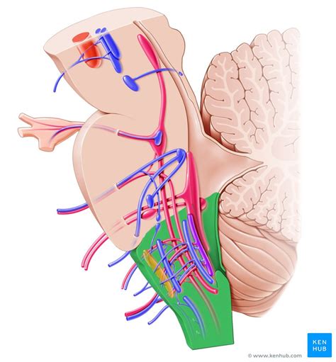 Medulla Oblongata Safe Entry Zones Of The Medulla Oblongata A Cross
