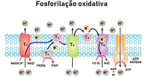 Planilha De Diagrama De Fotossintese E Respiracao Celular Mapa Mental