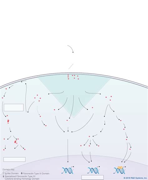 Leukemia Inhibitory Factor Lif Signaling Pathways Randd Systems