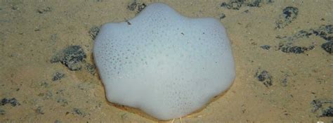 European Parliament Calls For International Moratorium On Deep Sea