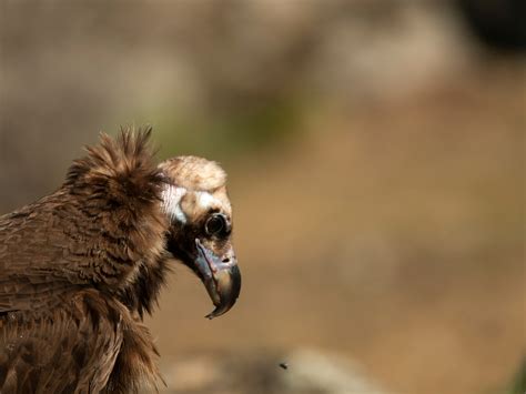 Back From Extinction First Results From The Cinereous Vulture