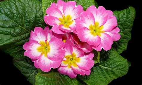 Primrose Pink Plant Free Photo On Pixabay Pixabay