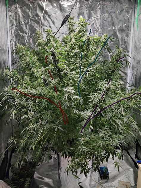 Weak Stems Grow Question By Inversi0n Growdiaries