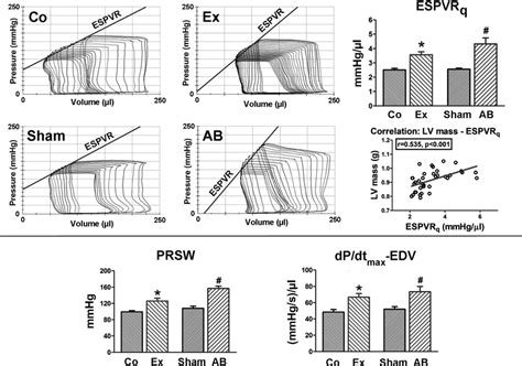 Lv Contractility In Physiological And Pathological Hypertrophy