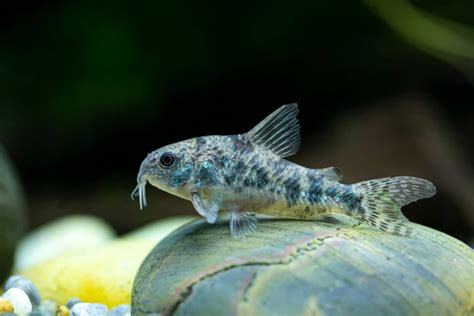 Corydoras Lifespan How Long Do Cory Catfish Live A Z Animals