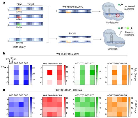 Comparison Of Pam Sequence Detection Between Wt Crispr Cas12a And Download Scientific Diagram