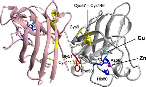 Engineering A Monobody Specific To Monomeric Cu Zn‐superoxide Dismutase