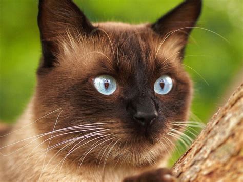 Названо найшкідливіші породи котів псувати життя господарям — це в них від природи