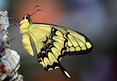 Papilio Machaon