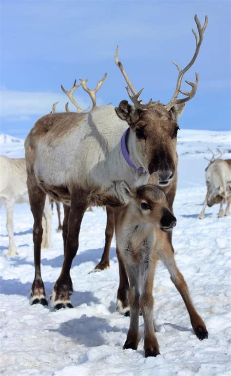 Two Reindeer Standing In The Snow
