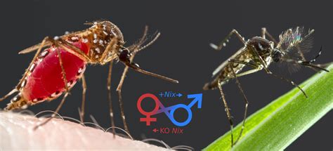 Male Mosquito