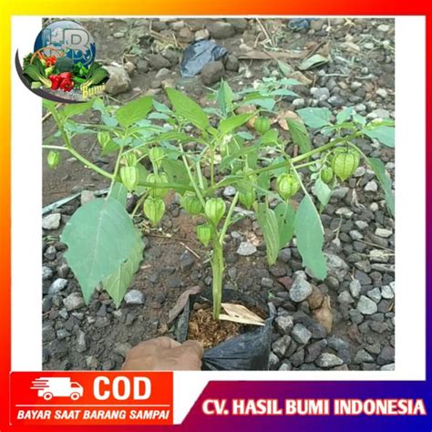 Jual Bibit Tanaman Buah Cecendet Cimplukan Buah Cecenet Shopee Indonesia