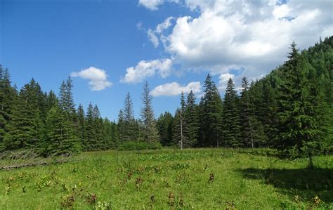 Фотографія Лісова галявина Артур Сіренко Photographersua