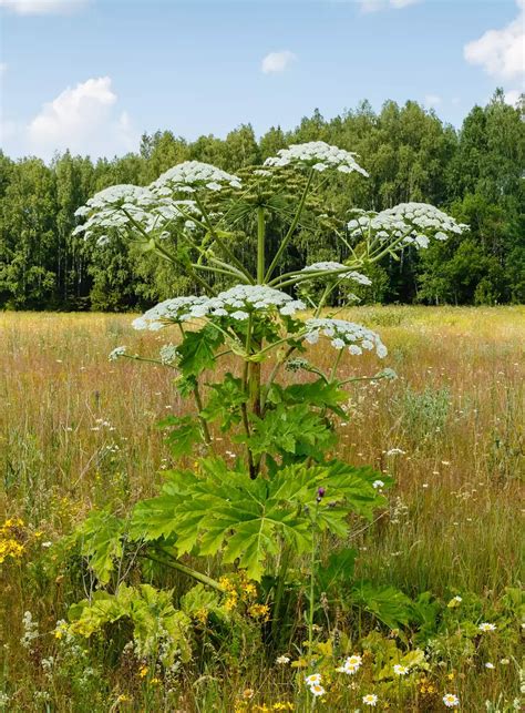 Heracleum Sphondylium Herbaceous Plantsmedicinal Herbsperennial