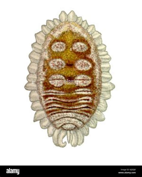 Planococcus Lilacinus Banque De Photographies Et Dimages à Haute