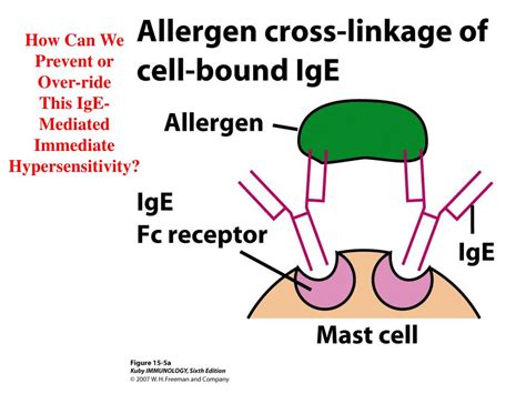 Ppt Type I Ige Mediated Immediate Hypersensitivity Powerpoint