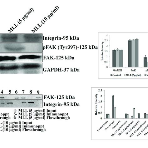 Western Blot Analysis Showing The Levels Of Akt Pakt Pi3k Ppi3k P