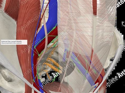 External Iliac Lymph Vessels Complete Anatomy