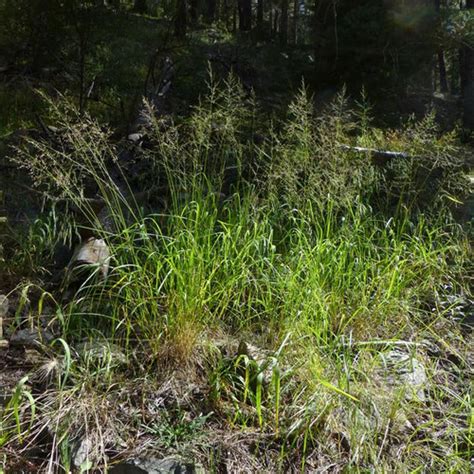 Bulb Panicgrass Zuloagaea Bulbosa Container Plant Borderlands Plants