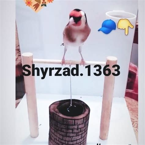 Sherzad Porrasoul Shyr Zad1363 • Threads Say More