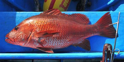 6 Jenis Ikan Kakap Yang Sering Ditemukan Di Indonesia PintarPet