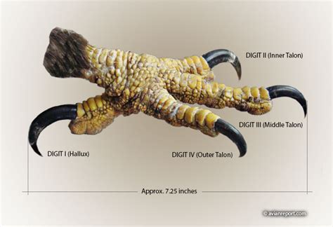 All About Bald Eagle Talons Avian Report