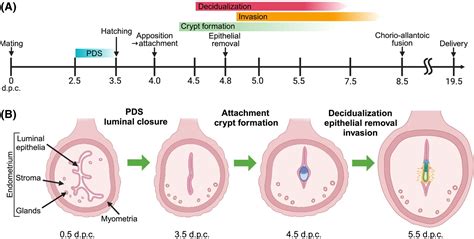 Spatial And Molecular Anatomy Of The Endometrium During Embryo