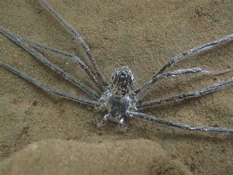 Legged Water Spider