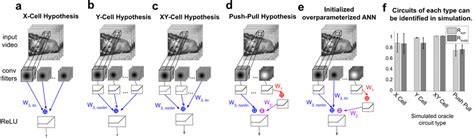 Hypothesized Circuit Architectures For The Alpha Ganglion Cell Each Download Scientific