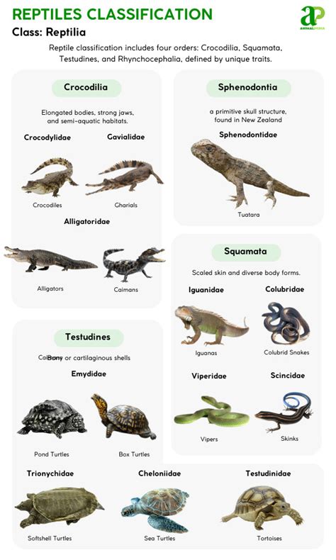 Introduction To Animal Classification A Comprehensive Guide
