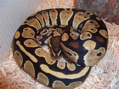 W Midlands Female Royal Python And Male Royal Python Reptile Forums