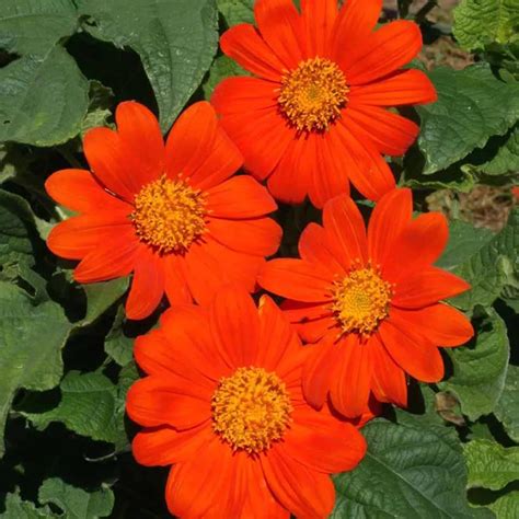 Qauzuy Garden 50 Red Mexican Sunflower Seeds Tithonia