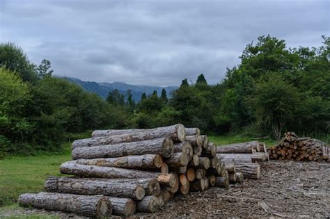 Premium Photo Amount Of Logs In A Cloudy Day