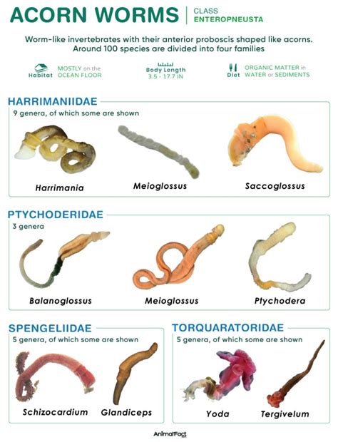 Acorn Worm Anatomy Habitat Classification And Pictures
