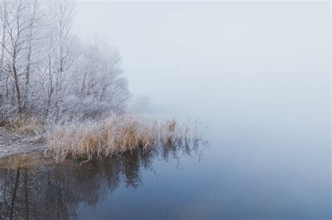 안개가 자욱한 새벽 풍경 가을 서리가 내린 아침에 꿈꾸는 호수의 고요한 물에 반사되는 나뭇 가지와 마른 갈대에 놀라운 흰색 수금 0명에 대한 스톡 사진 및 기타 이미지