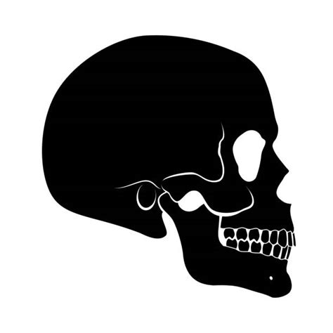 1000 Human Skull Side Stock Illustrations Royalty Free Vector