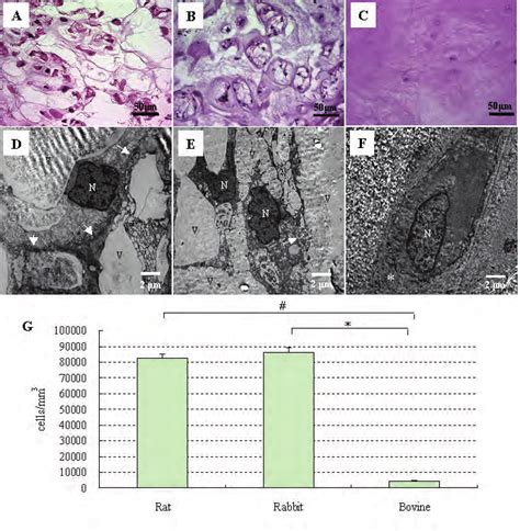 Photomicrographs A C And Electron Micrographs D F Of Transverse