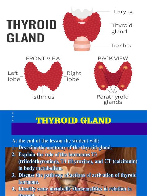 Lecture 4 Thyroid Glands 2 2 Pdf Thyroid Thyroid Stimulating Hormone