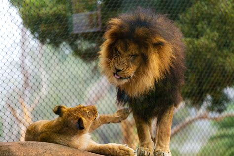 Santa Barbara Zoo Photos What Youll See When You Visit