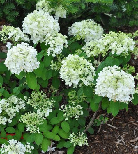 The New Dwarf Hydrangeas Artofit
