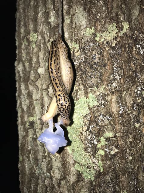 Snails Having Sex R Pics