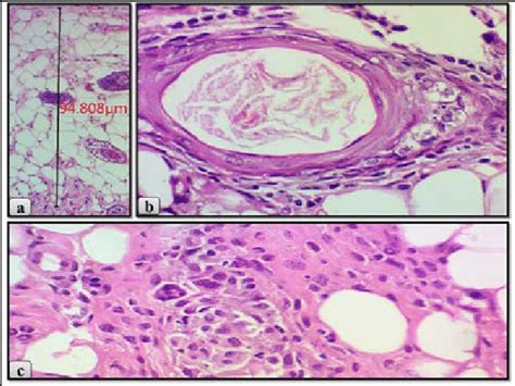 Microscopic Features Of Hypodermis In Group B A Thickness Value Download Scientific Diagram