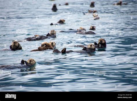 A Raft Of Sea Otters Enhydra Lutris Floating In Kelp In Kachemak Bay