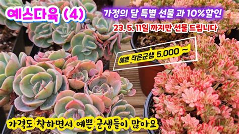 예스다육4 예쁜 묵은둥이 군생의 할인과 선물까지 드립니다 에스메랄다 달맞이 가격착한 종자포트 다육까지 5000~ Youtube