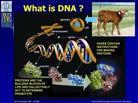 Ppt Marker Assisted Selection Powerpoint Presentation Free Download Id3877362