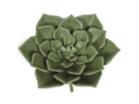 7 Polyblend Echeveria