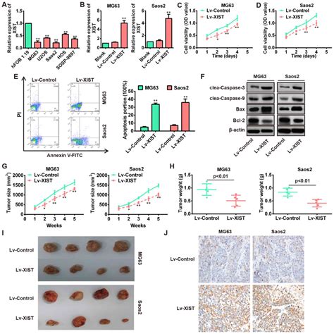 Long Non Coding Rna Xist Regulates Pdcd4 Expression By Interacting With